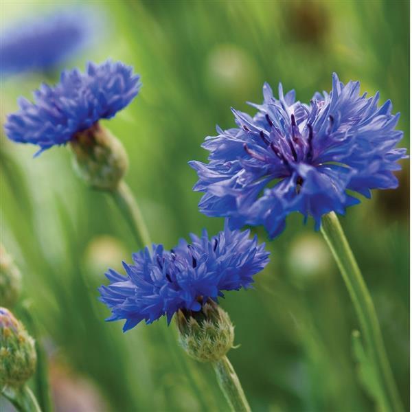 Centaurea Blue Boy – Vis Seed