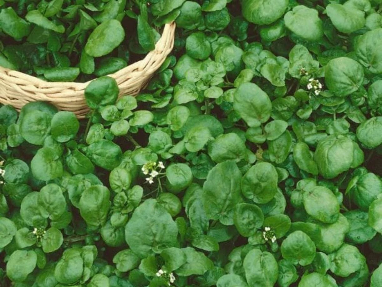 Watercress – Vis Seed