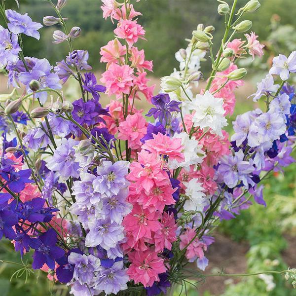 Larkspur Imperial Mix – Vis Seed