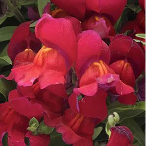 Snapdragon Candy Showers Red – Vis Seed