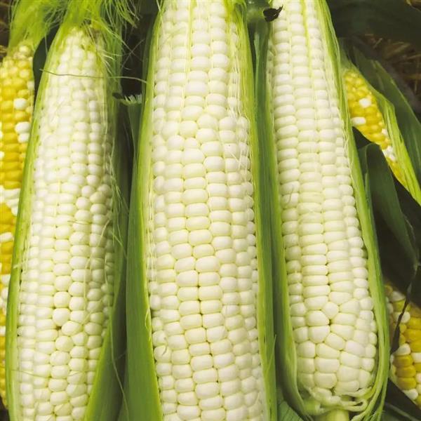 Corn Silver Queen su – Vis Seed
