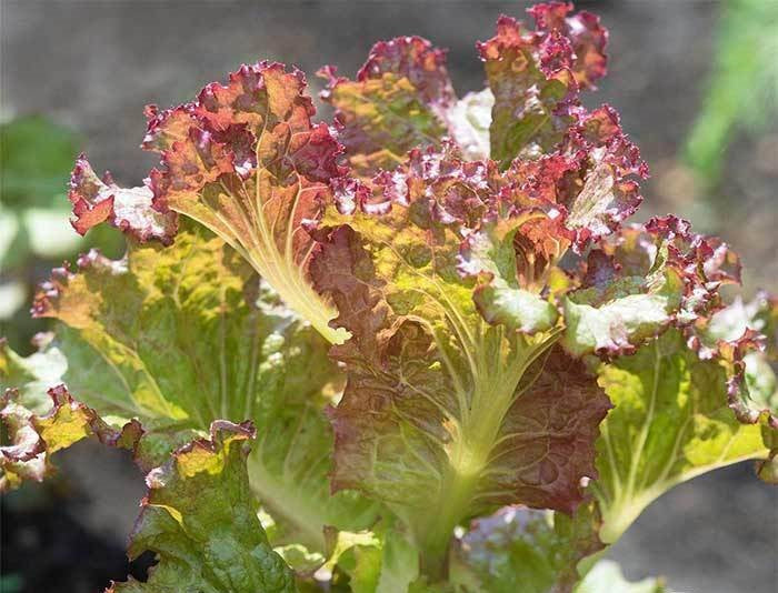 Lettuce Red Sails – Vis Seed
