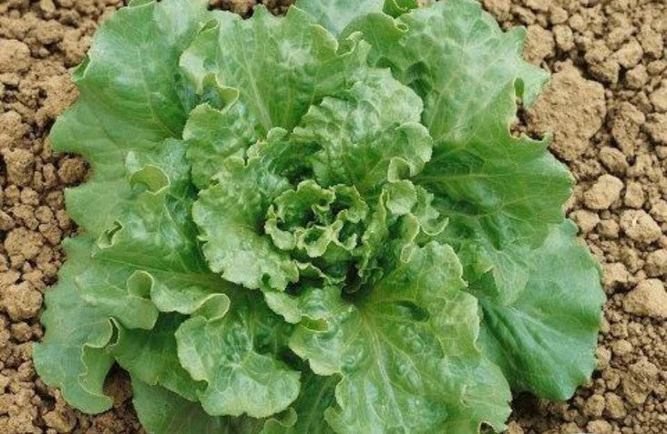 Lettuce Batavian Nevada – Vis Seed