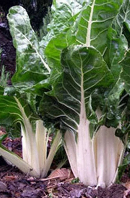 Swiss Chard Lucullus – Vis Seed